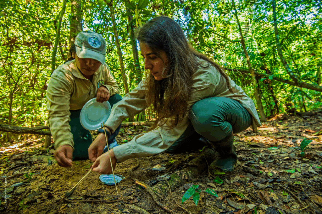 Peru: Protecting Los Amigos Conservation Concession - Biome Conservation